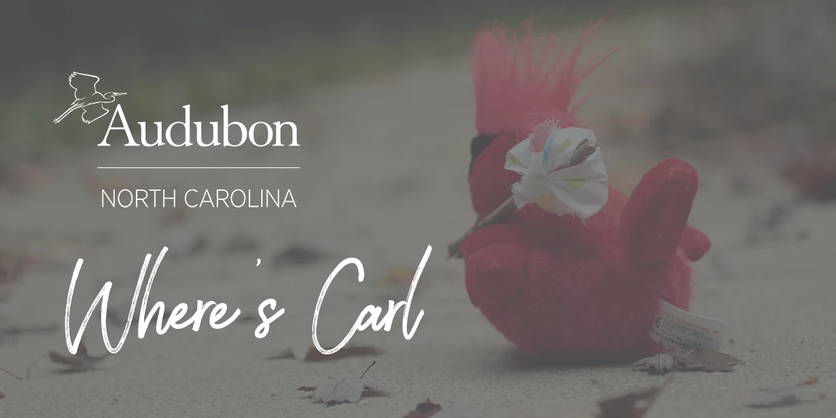 Audubon North Carolina: Carl the Traveling Cardinal - BC/DC Ideas