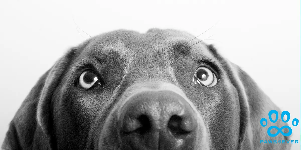 Paws4ever: Strategy and Message Guidance - BC/DC Ideas